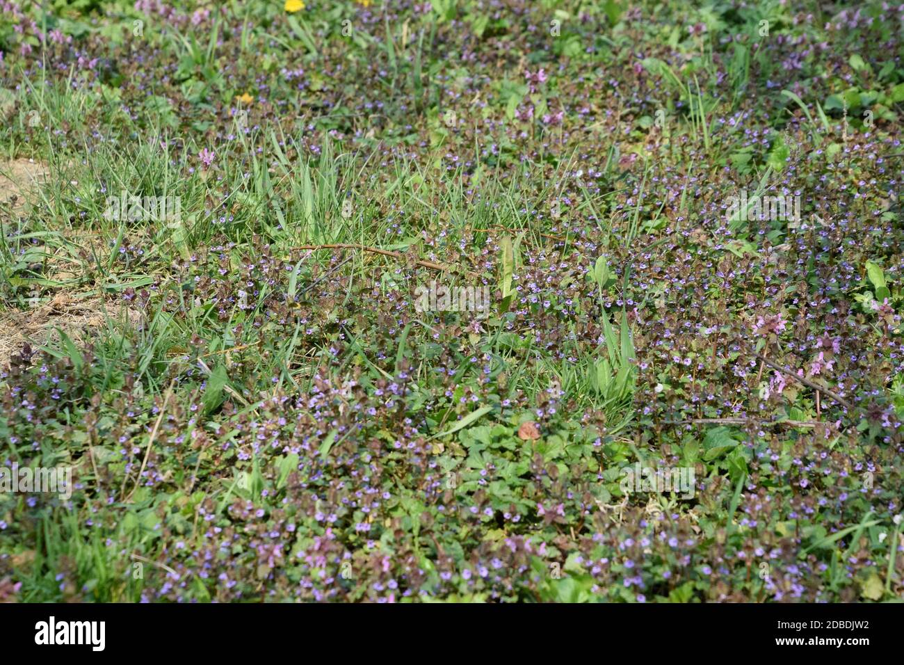 Flowering in the spring garden. carpet of flowers. Lamium purpureum ...