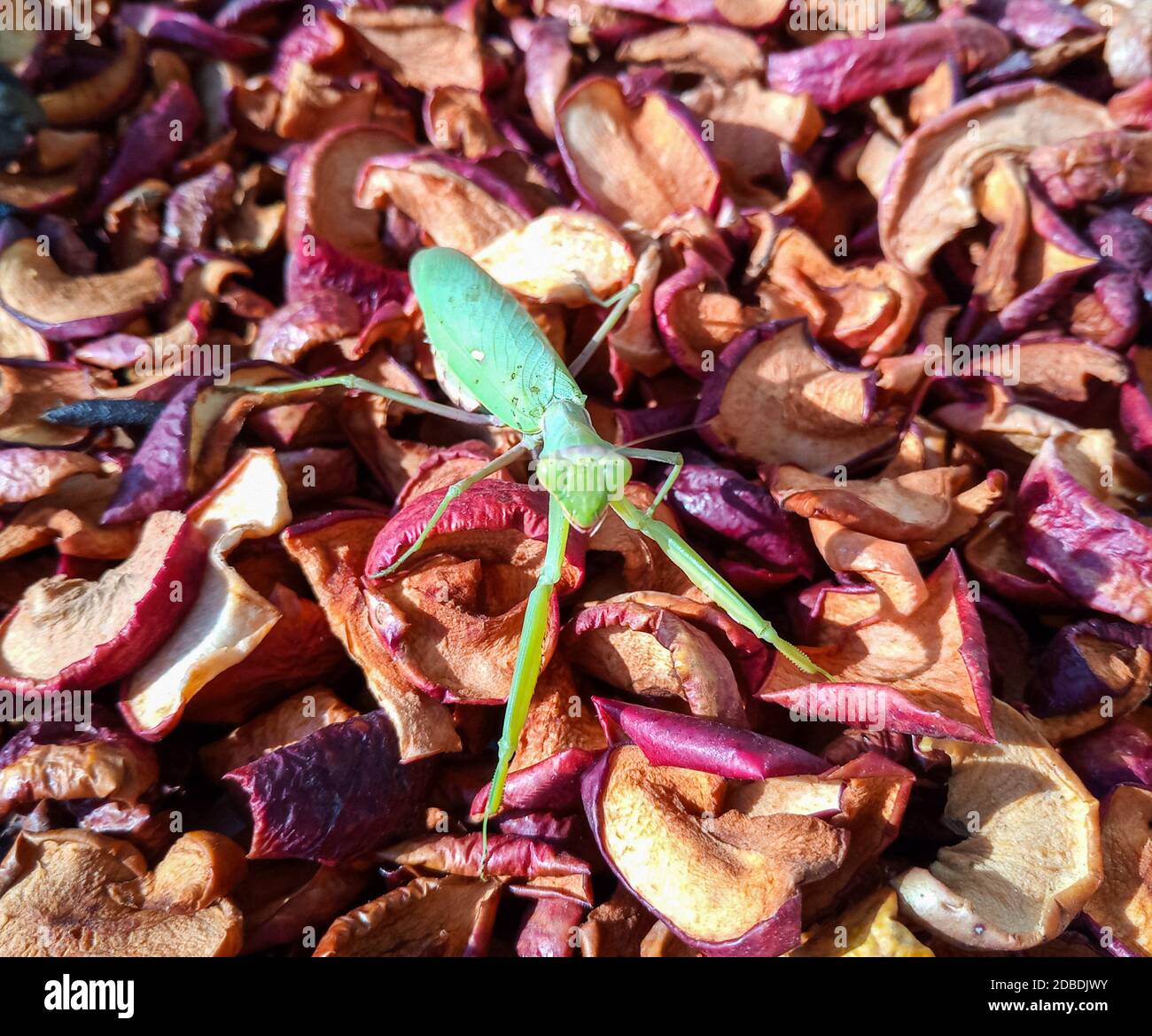 Female mantis, predatory insect mantis on dried apples Stock Photo - Alamy