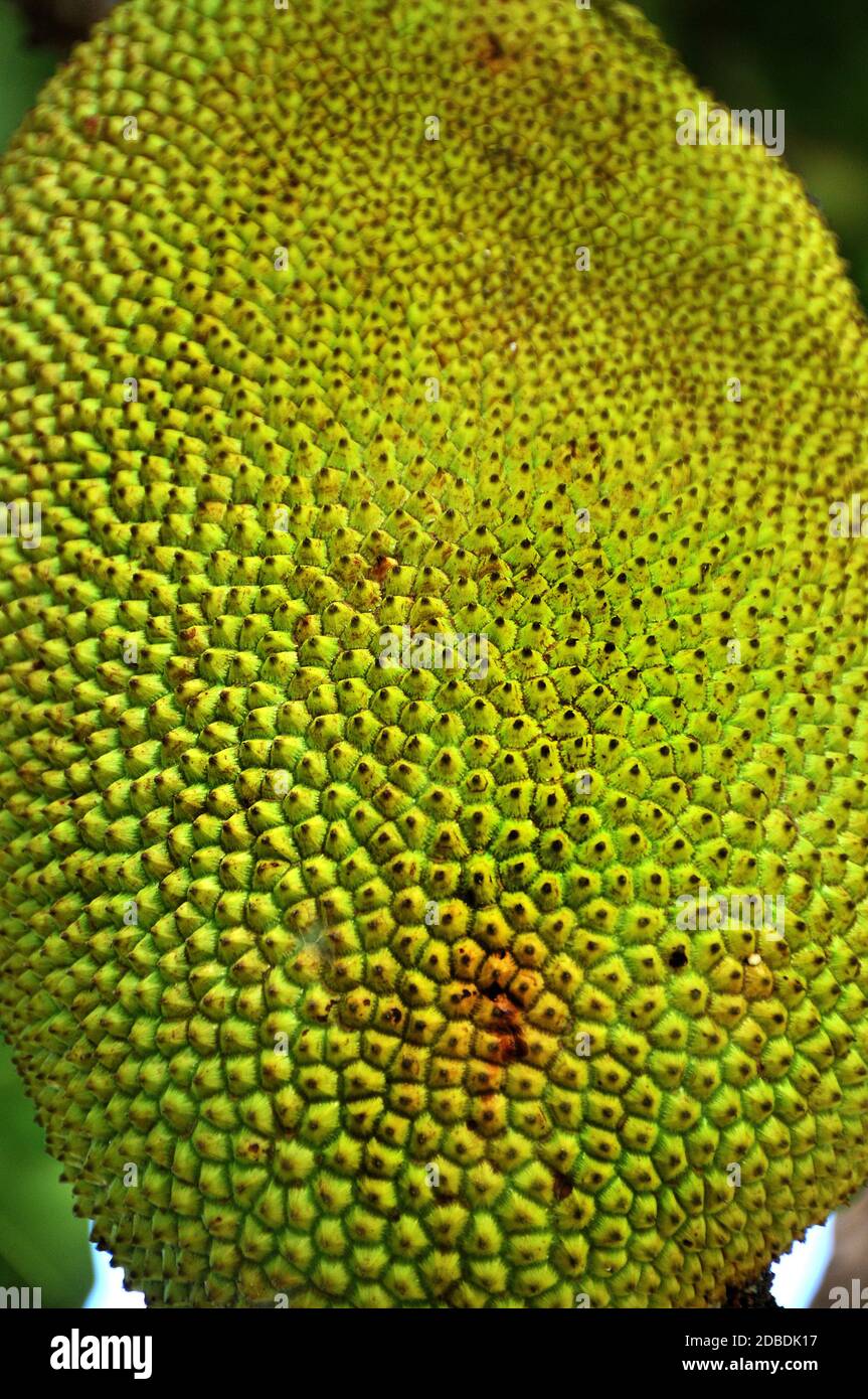 Jackfruit philippines hi-res stock photography and images - Alamy