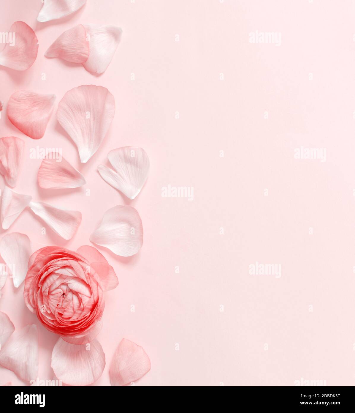 Pink ranunculus flowers and petals on a light pink background top view ...