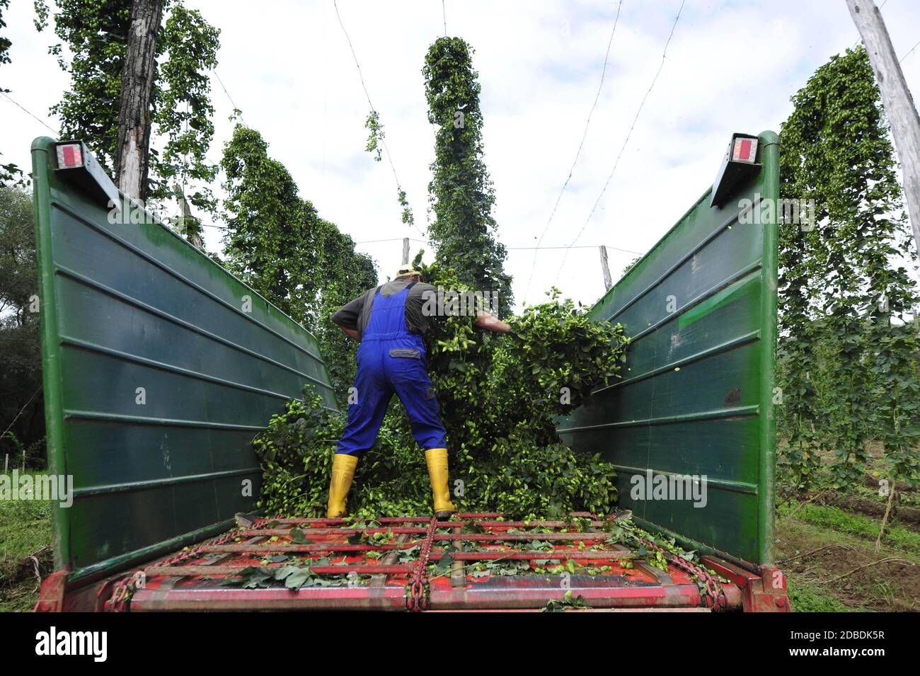 Manual hop picking hi-res stock photography and images - Alamy
