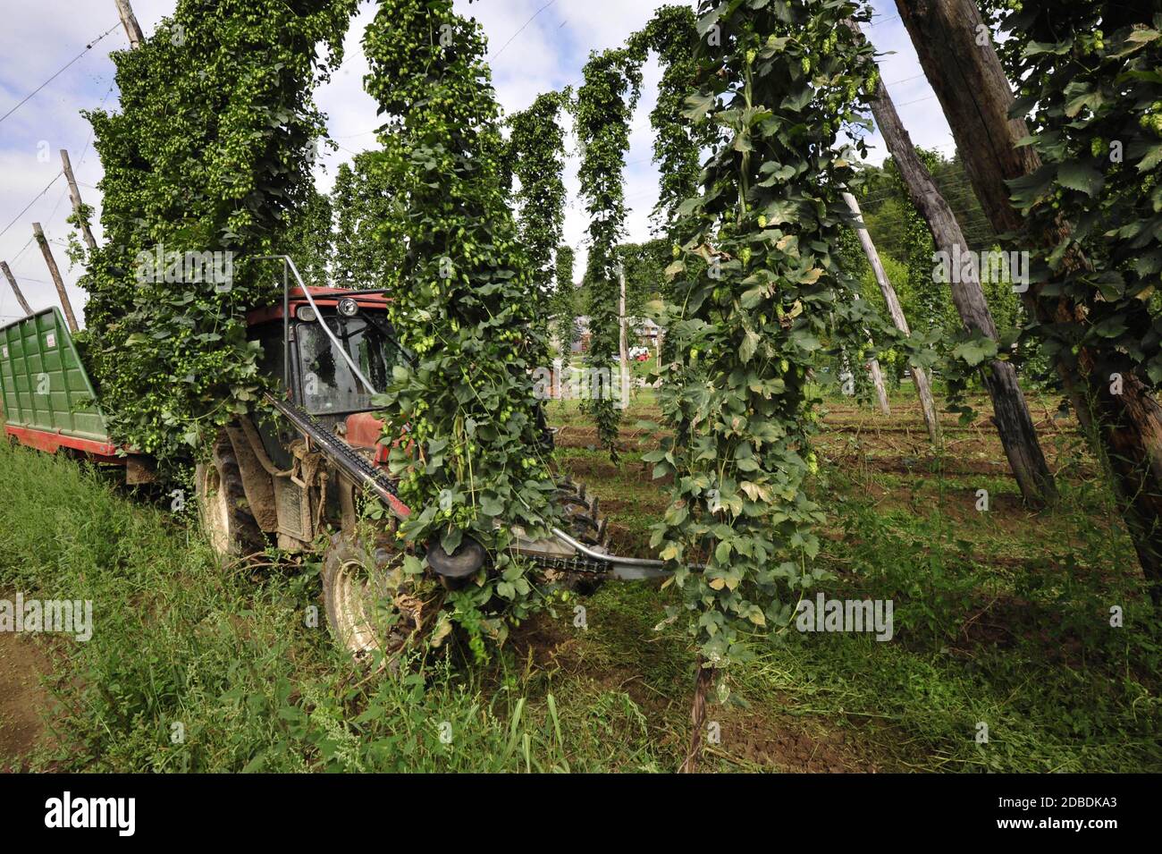 Hop picking machine hi-res stock photography and images - Alamy