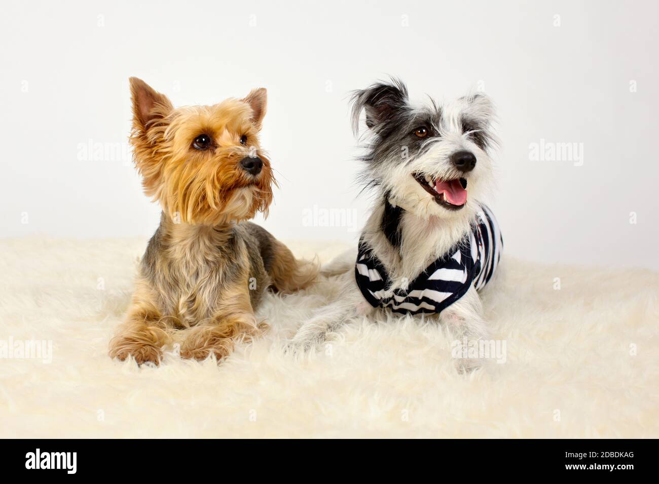 Two dogs sitting hi-res stock photography and images - Alamy