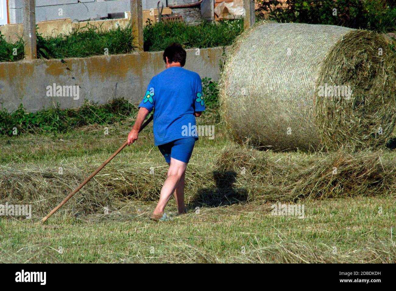 female farmer on the field with a rake at hay work Stock Photo - Alamy