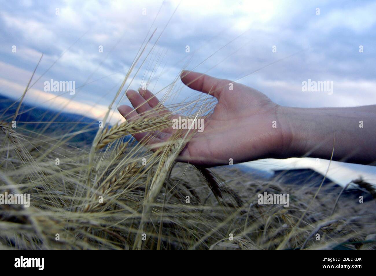 hand touching barley on a windy and cloudy day on a barley field Stock ...