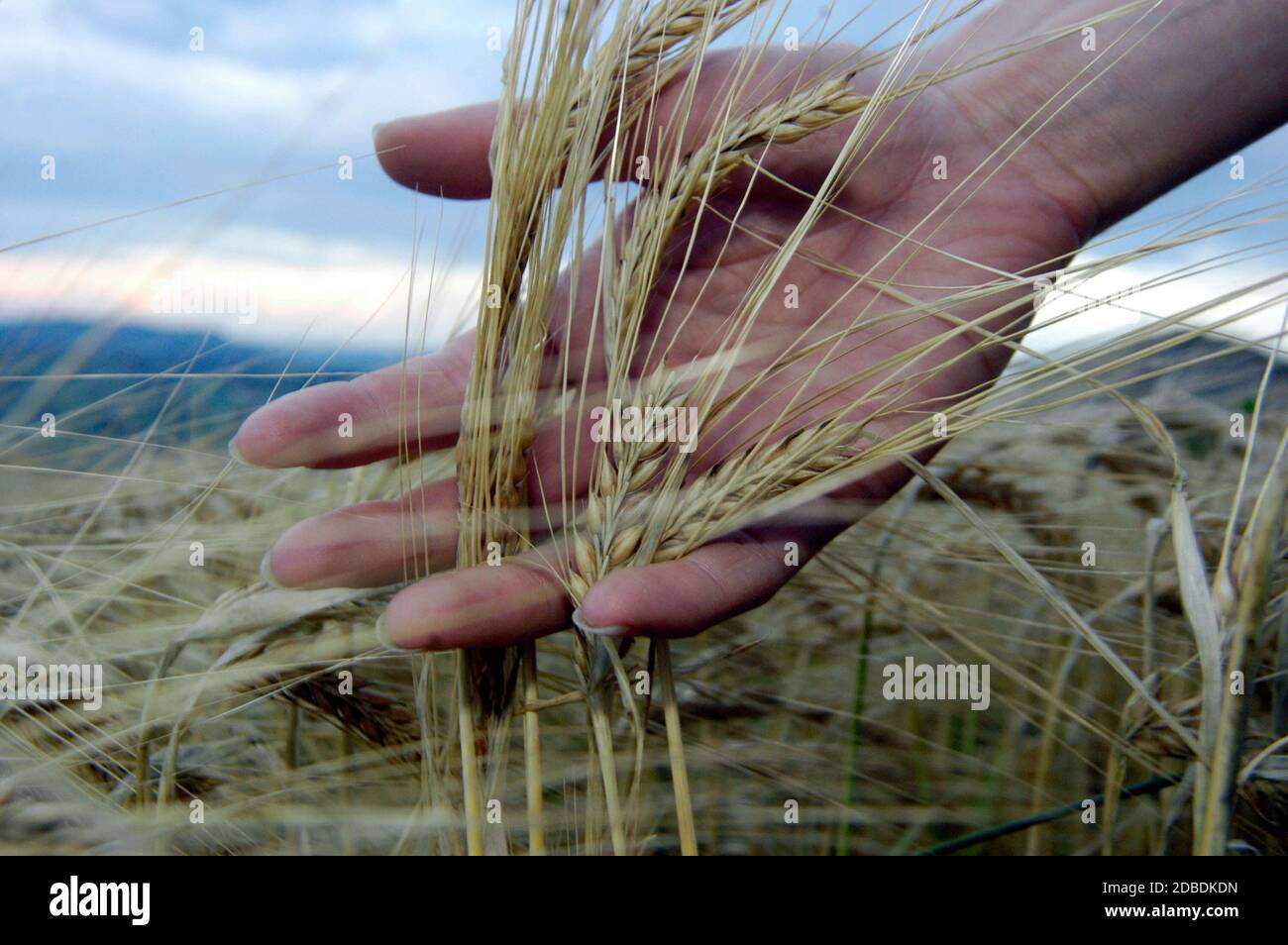 hand touching barley on a windy and cloudy day on a barley field Stock ...