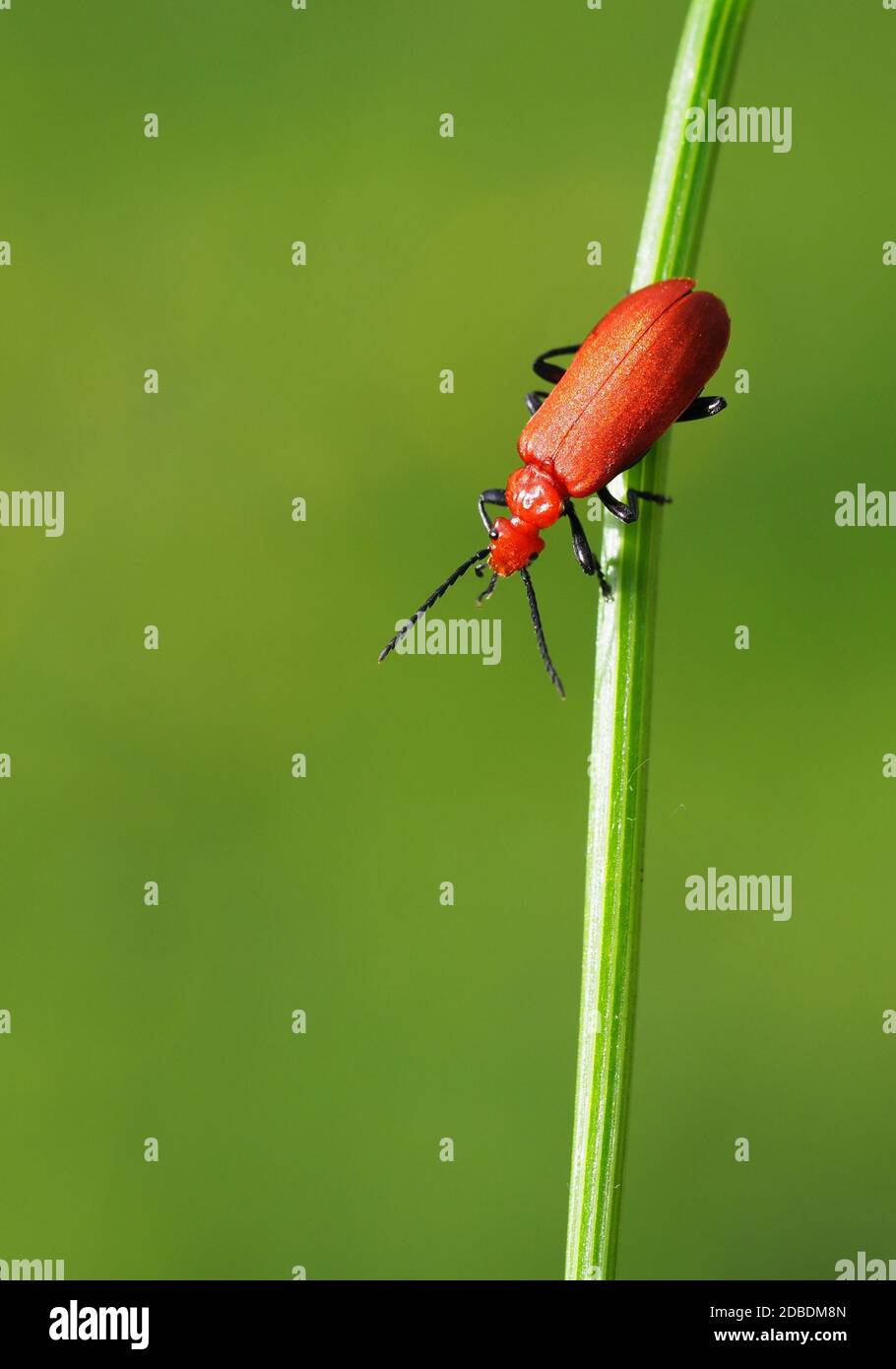 Red-headed fire beetle Stock Photo - Alamy