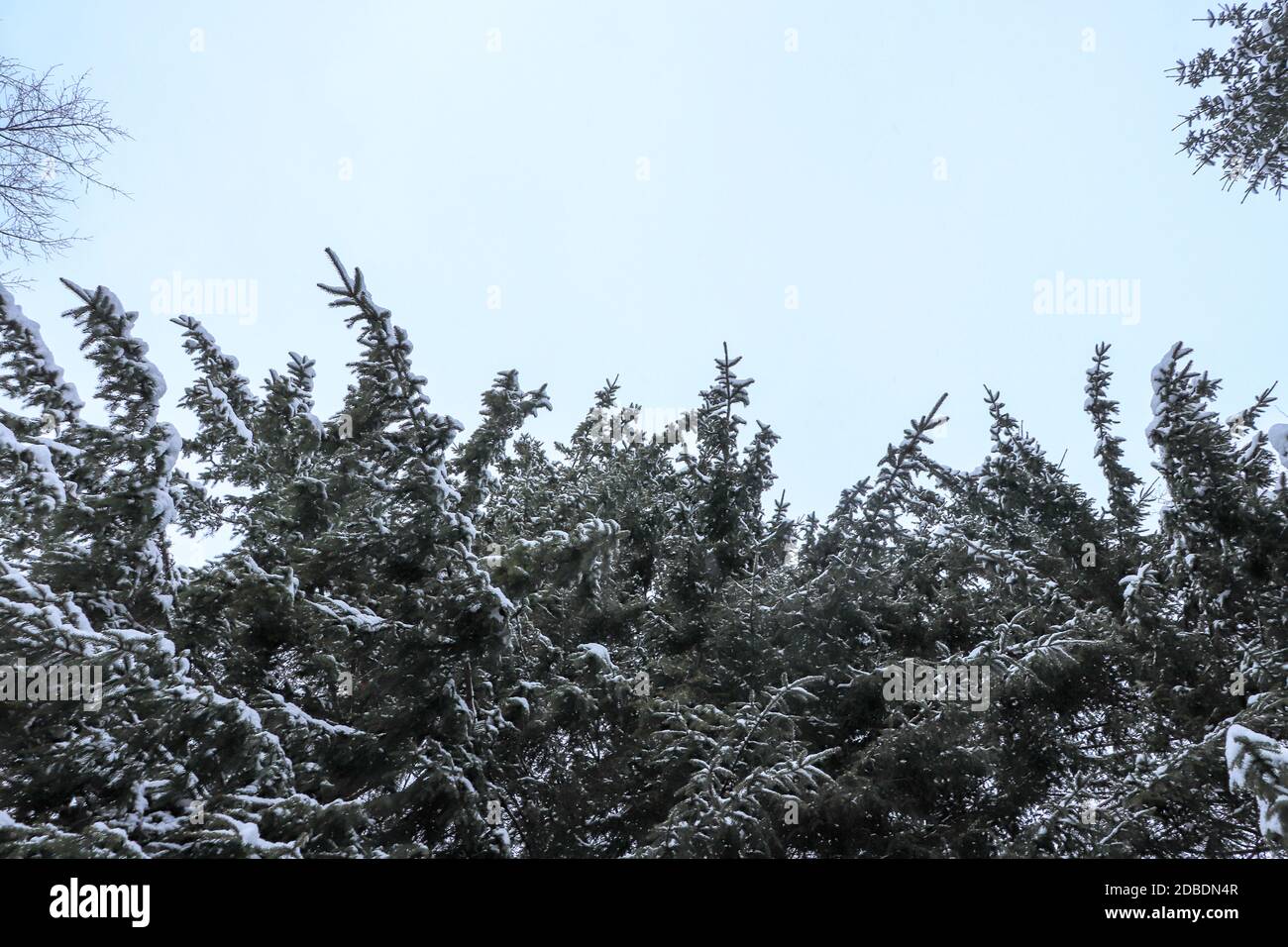Big christmas trees hi-res stock photography and images - Alamy