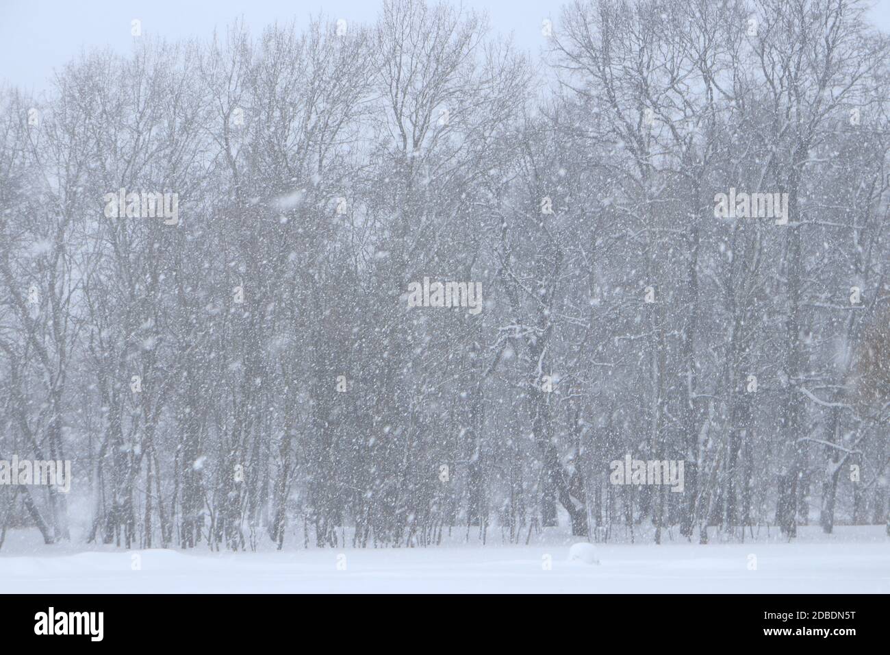 Flying snow with forest trees on background. Bad visibility snowy ...