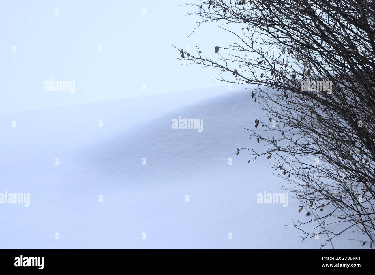 Snow drift with bush branches. Calm winter background Stock Photo - Alamy