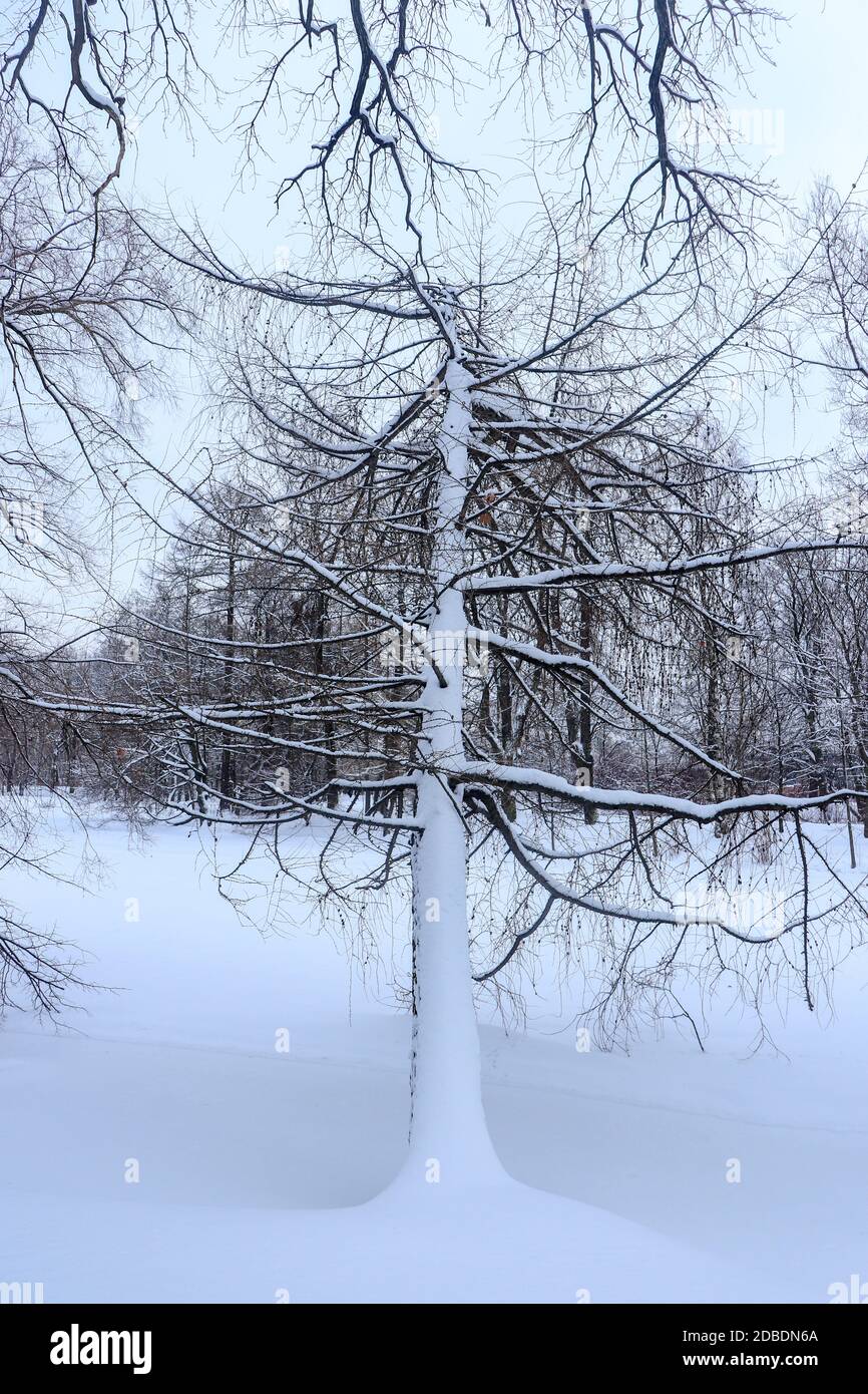 Tree under snow leaning over frozen lake Stock Photo - Alamy
