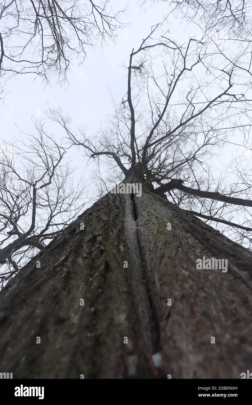 A large tree with a long cleft. Bottom view Stock Photo - Alamy