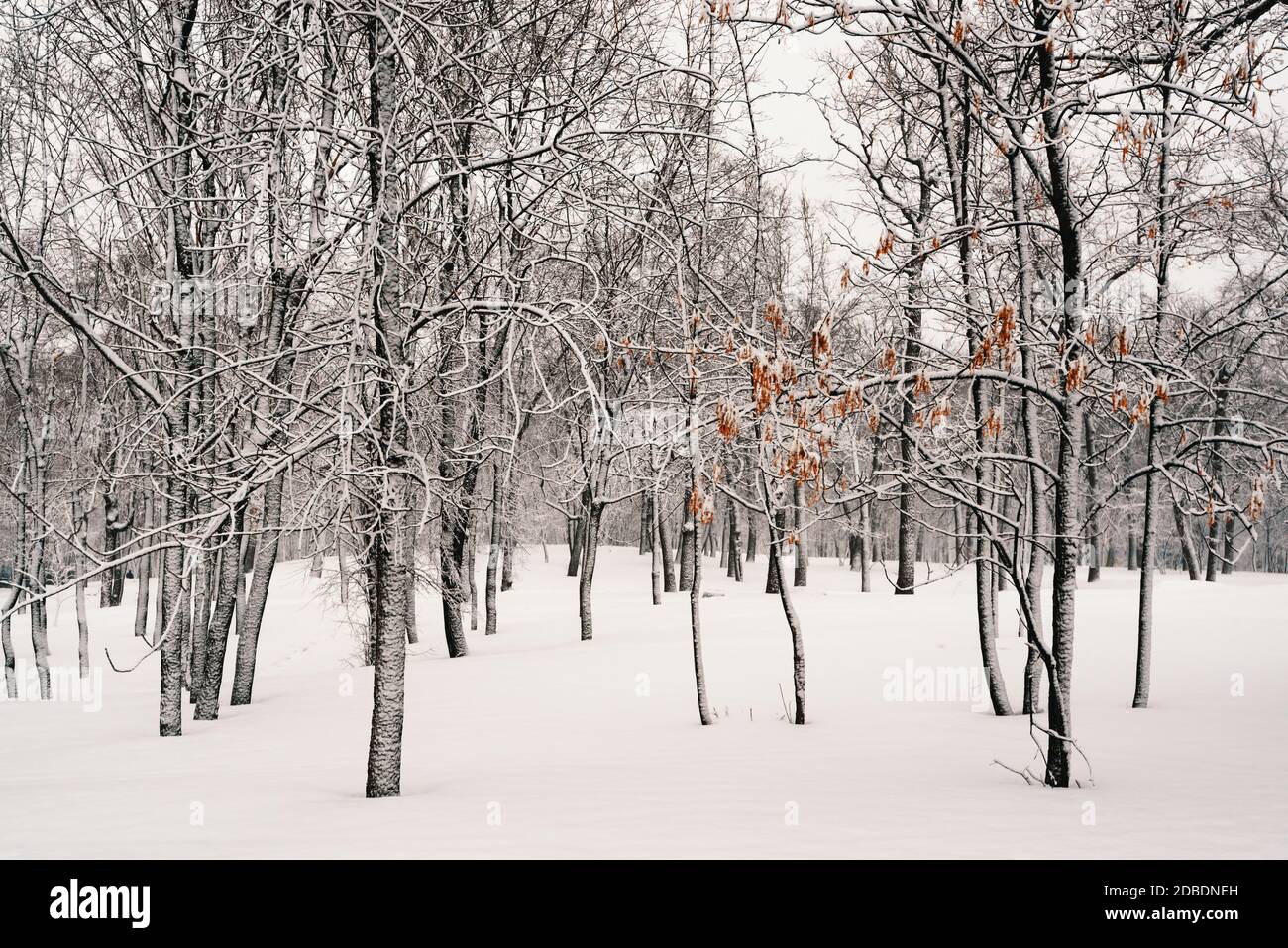 Winter landscape, trees in the forest after a heavy snowfall Stock ...