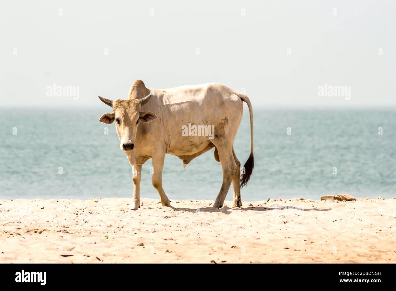 Bull on the beach in the town of Bijilo in western Gambia in Africa ...