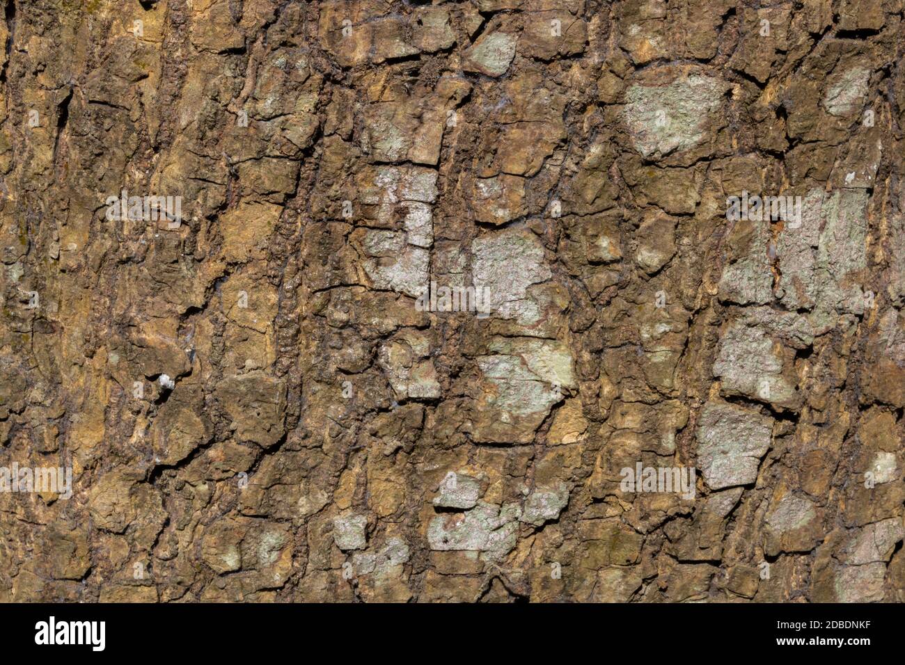 The sublime beauty of tree barks Stock Photo - Alamy