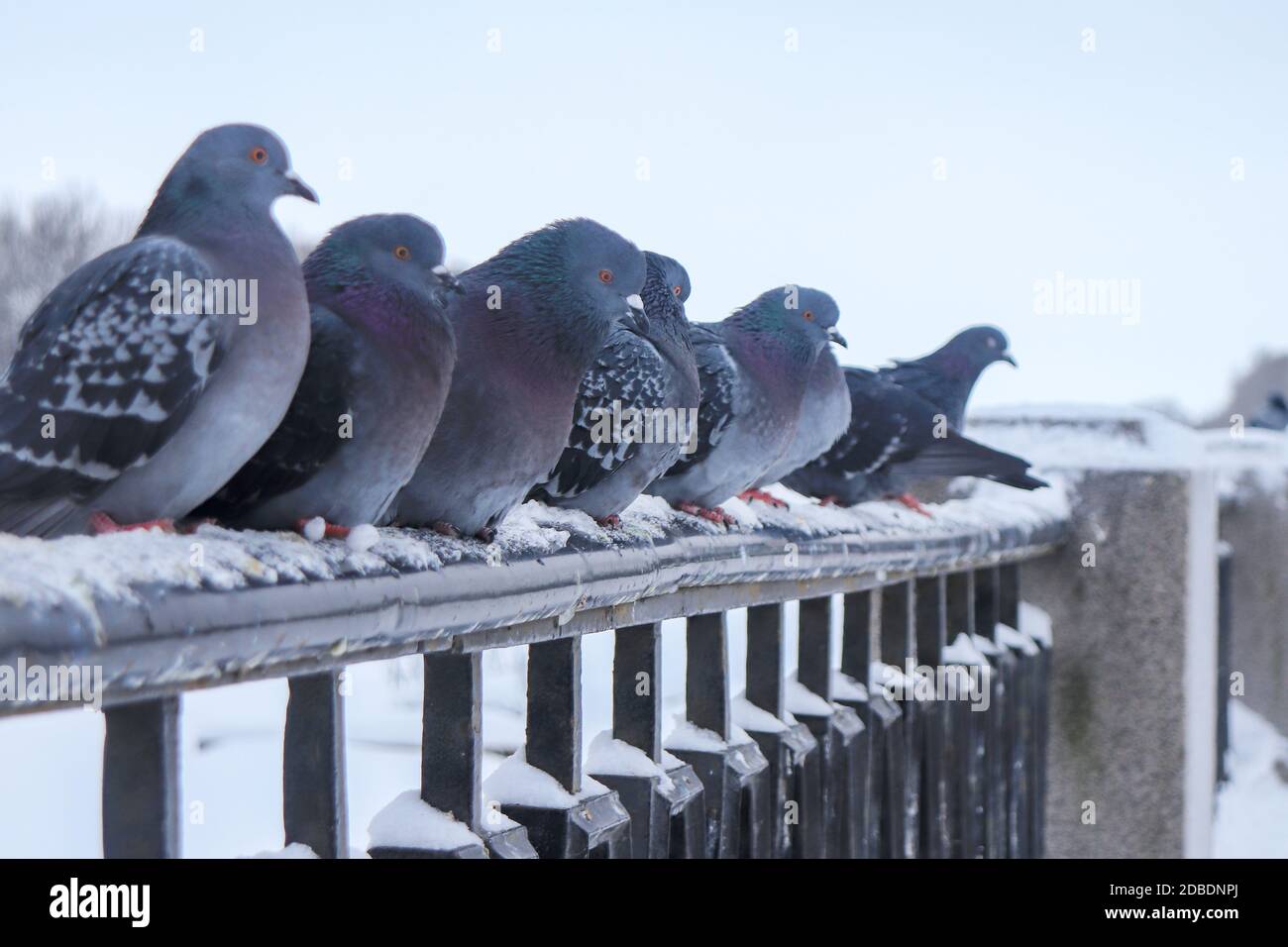 Pigeons on fence in row hi-res stock photography and images - Alamy