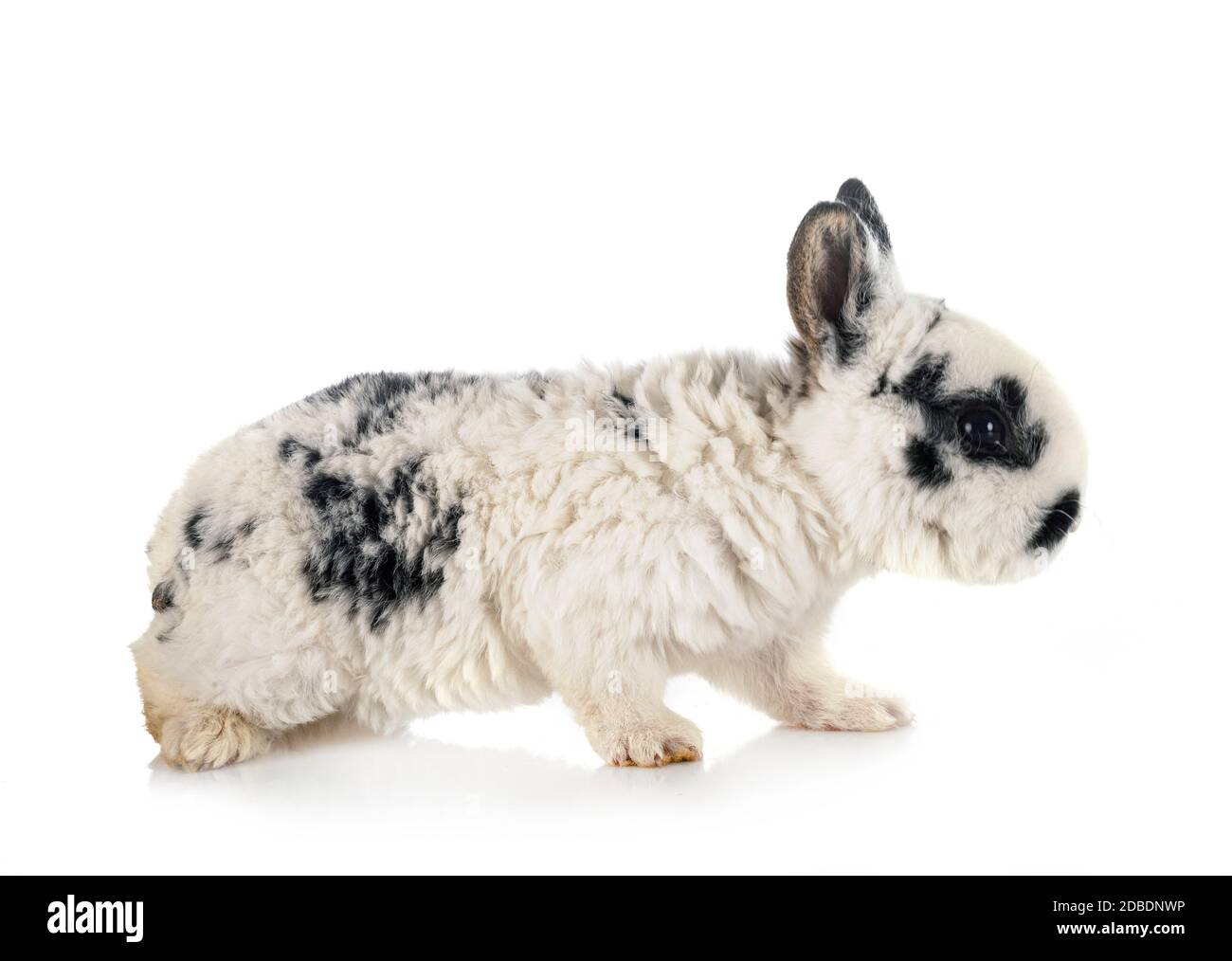 Rex rabbit in front of white background Stock Photo - Alamy