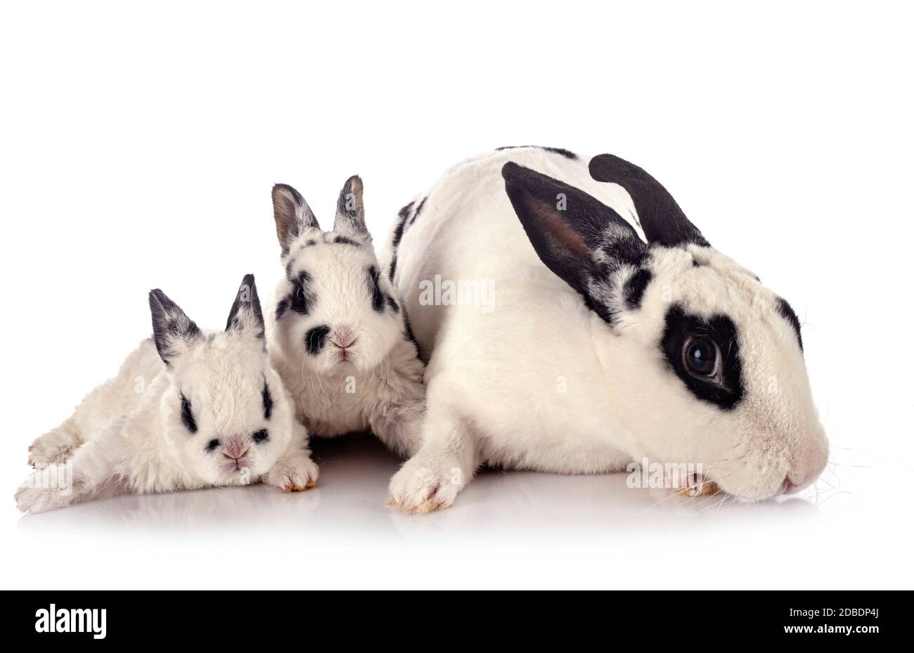 Rex rabbits in front of white background Stock Photo - Alamy