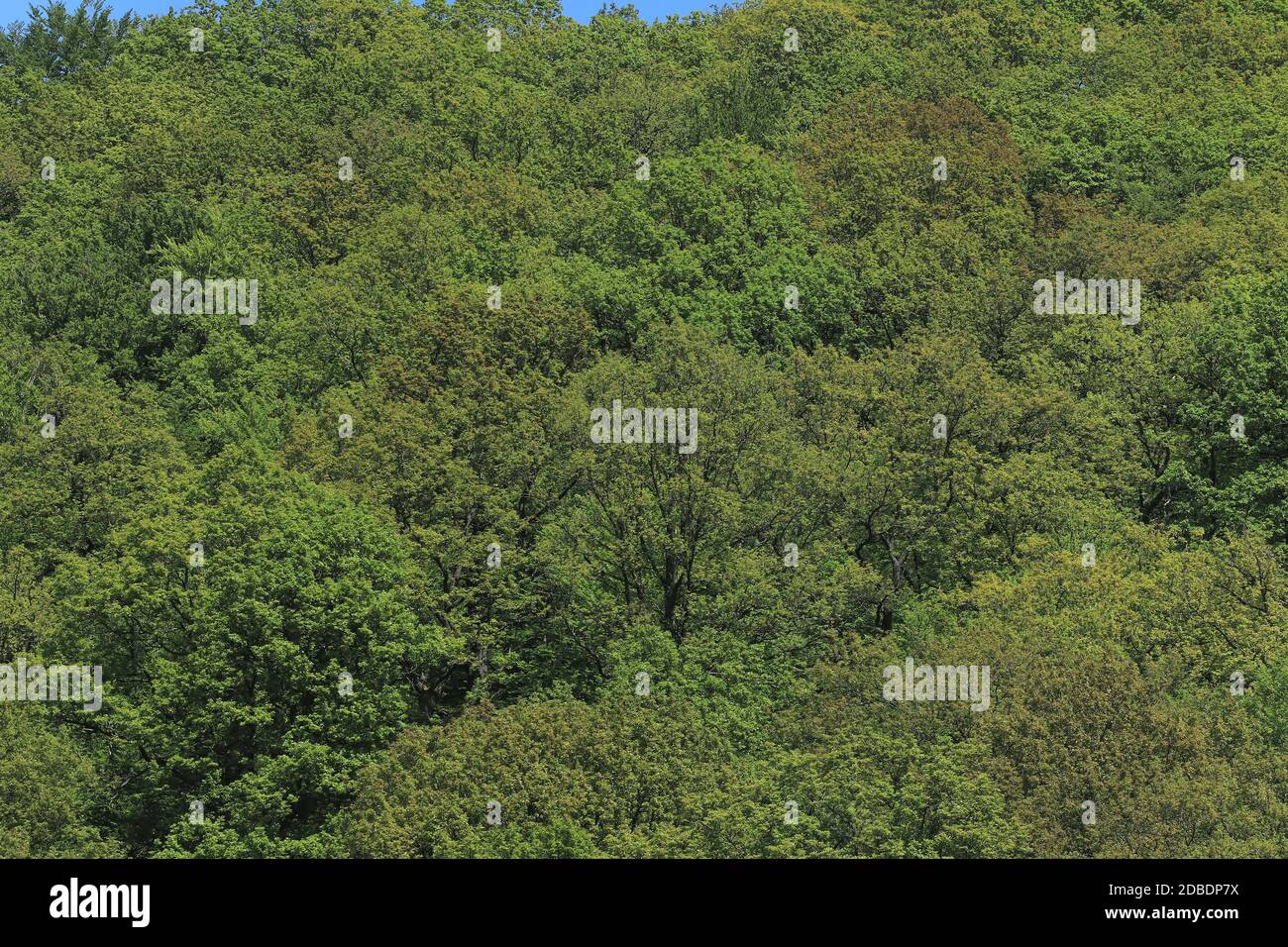 Mixed forests hi-res stock photography and images - Alamy