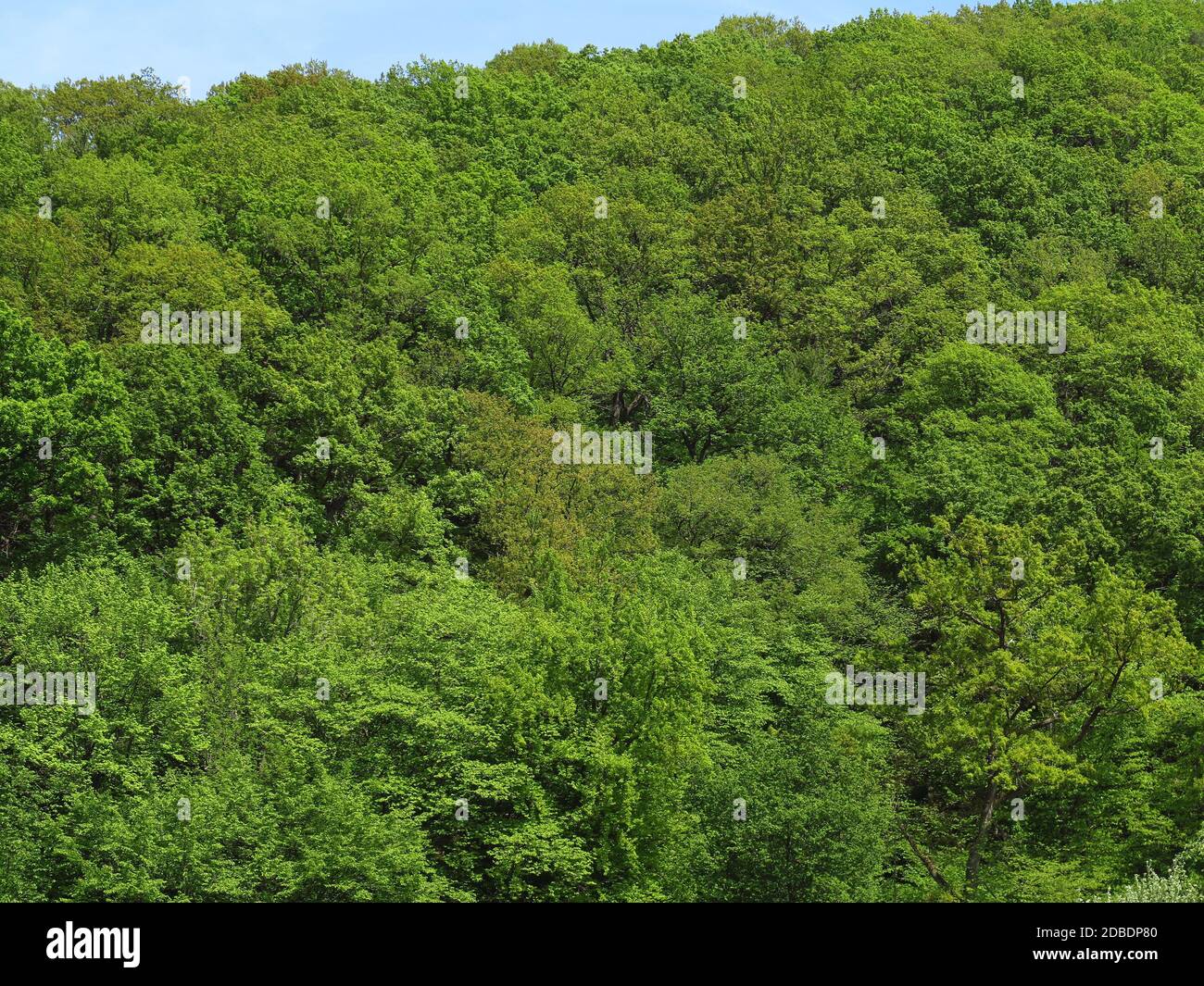 Mixed Forests High Resolution Stock Photography and Images - Alamy