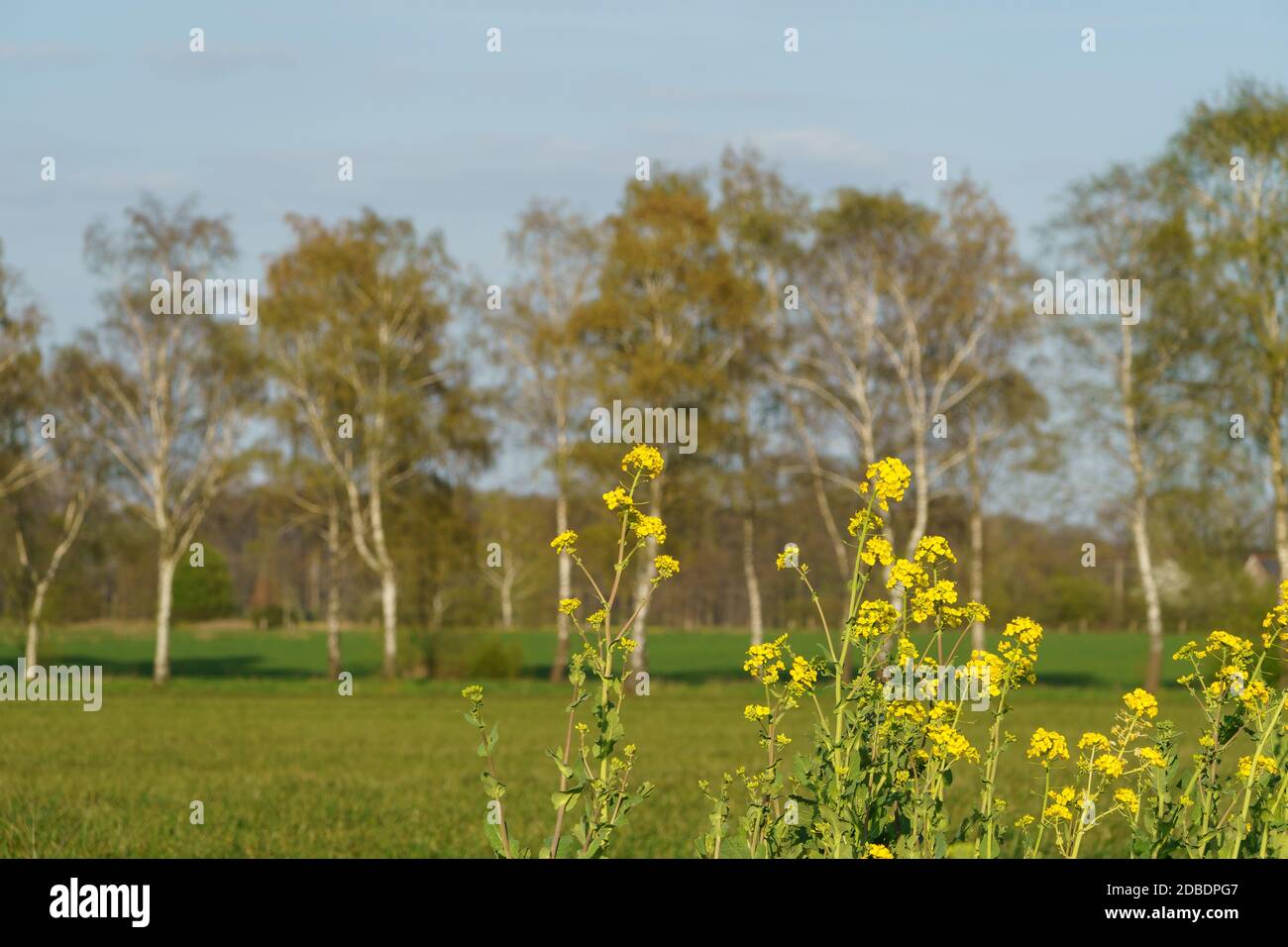 spring time in the german muensterland Stock Photo - Alamy