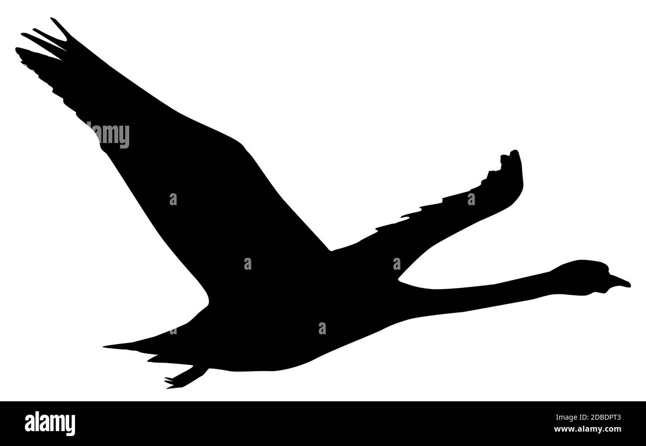 Flying swan illustration Cut Out Stock Images & Pictures - Alamy