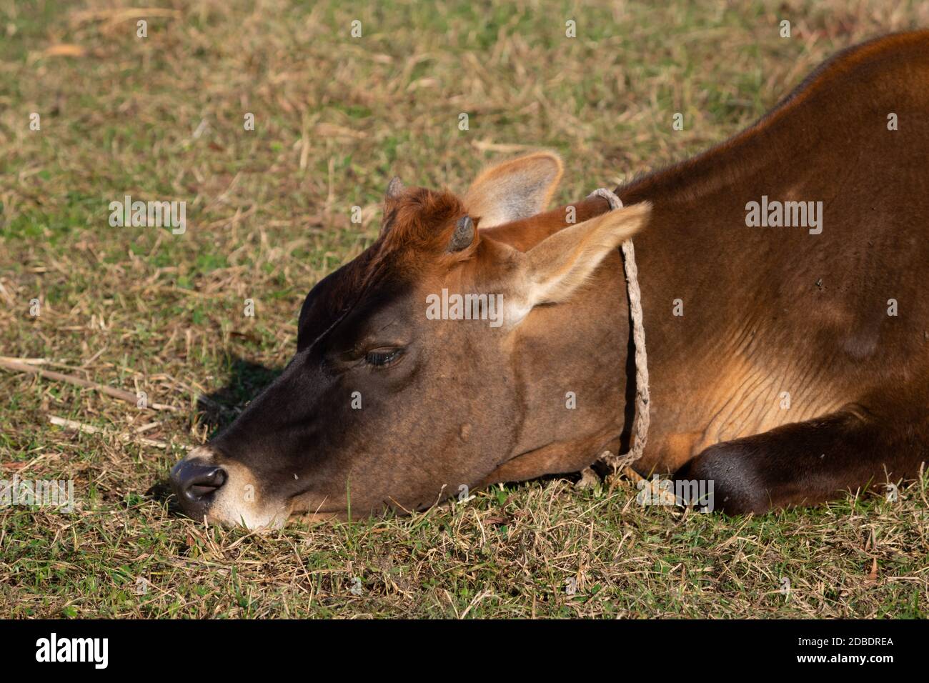 Sleeping cow on grass hi-res stock photography and images - Alamy