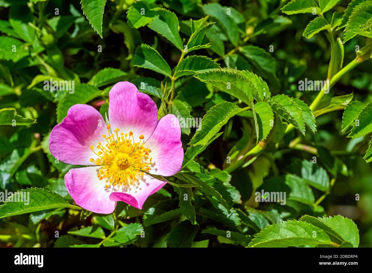 Rosa canina, commonly known as the dog rose - a variable climbing, wild ...