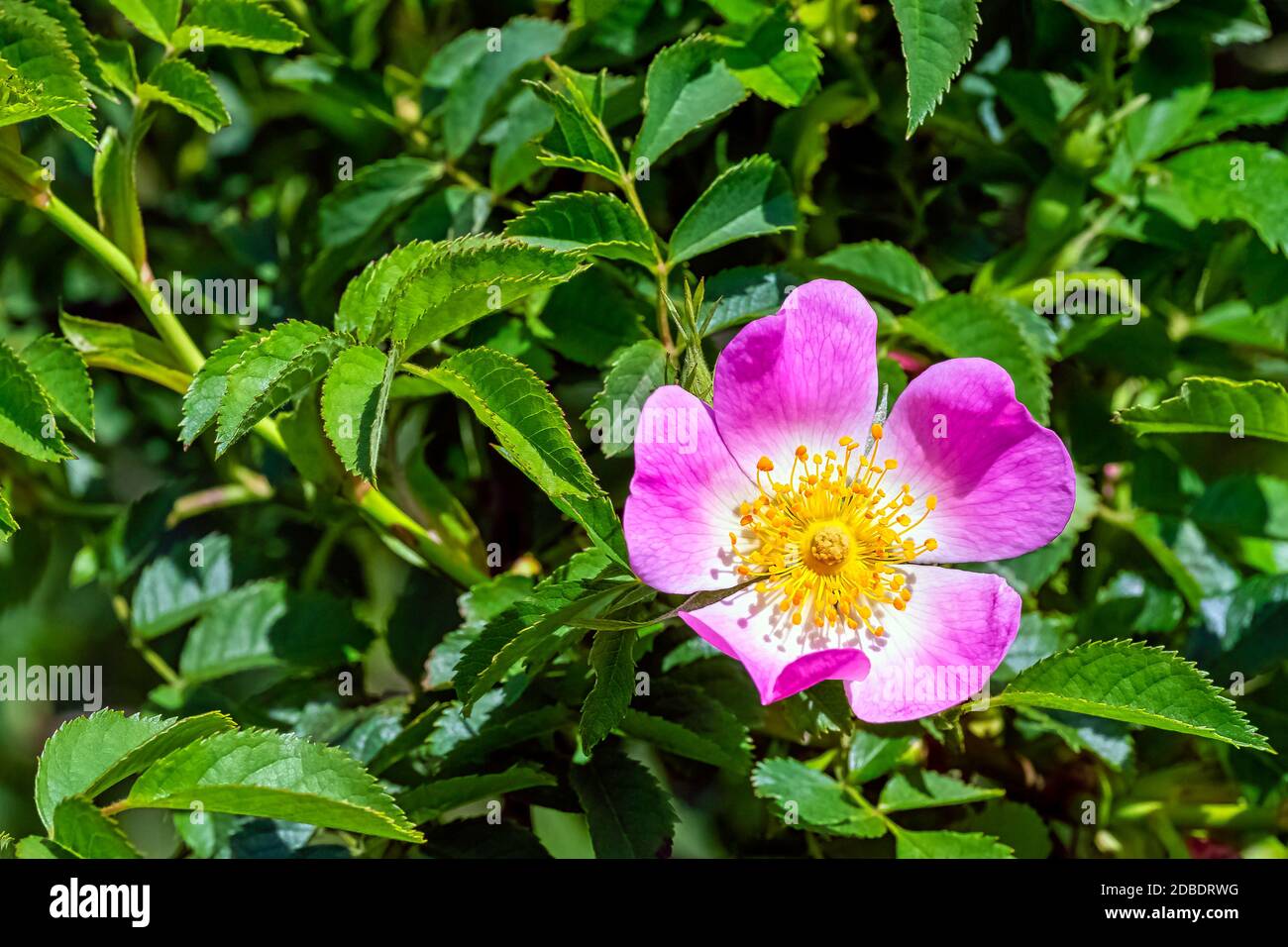 Rosa canina, commonly known as the dog rose - a variable climbing, wild ...