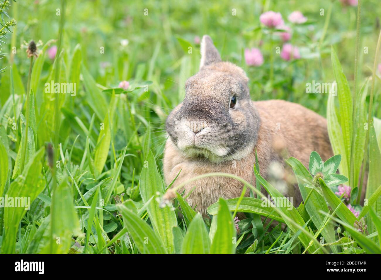 Rabbit on a meadow with pink clover Stock Photo - Alamy