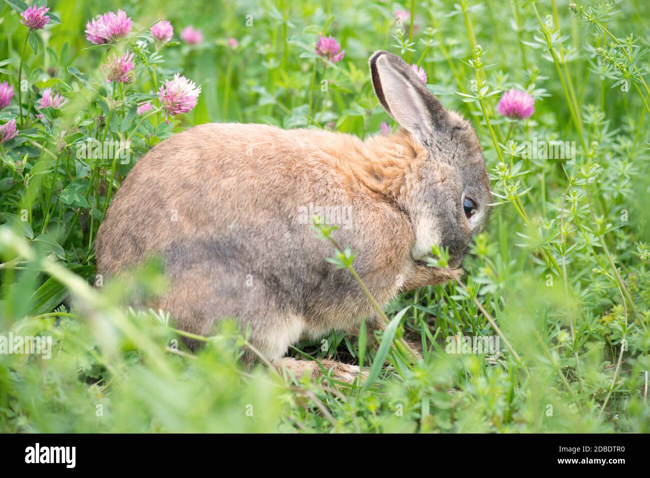 Rabbit on a meadow with pink clover Stock Photo - Alamy