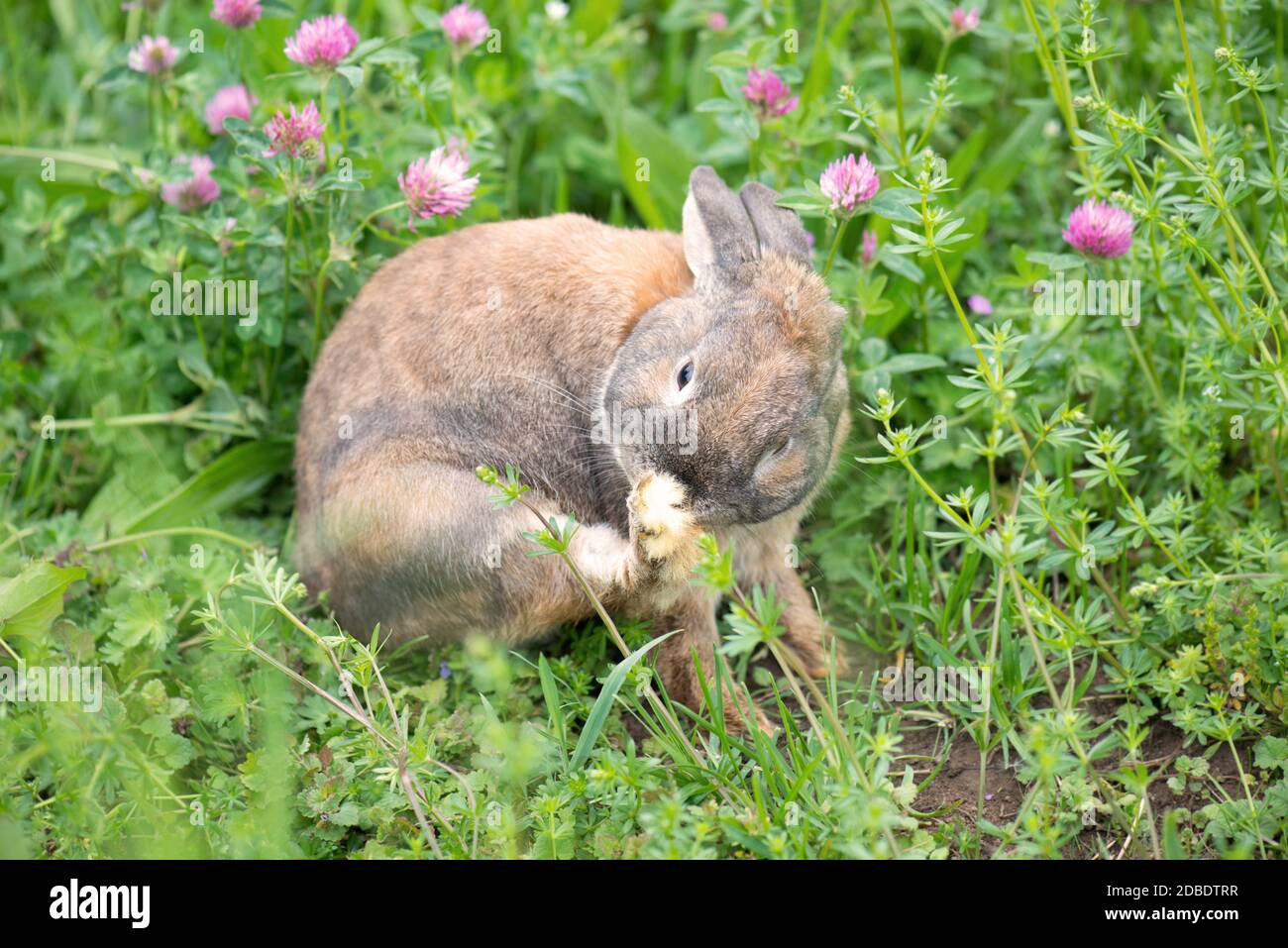 Rabbit on a meadow with pink clover Stock Photo - Alamy