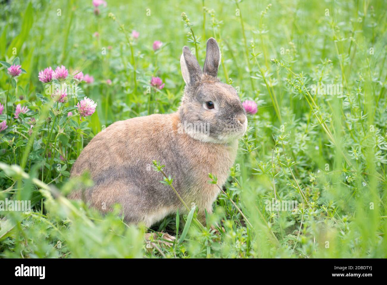 Rabbit on a meadow with pink clover Stock Photo - Alamy