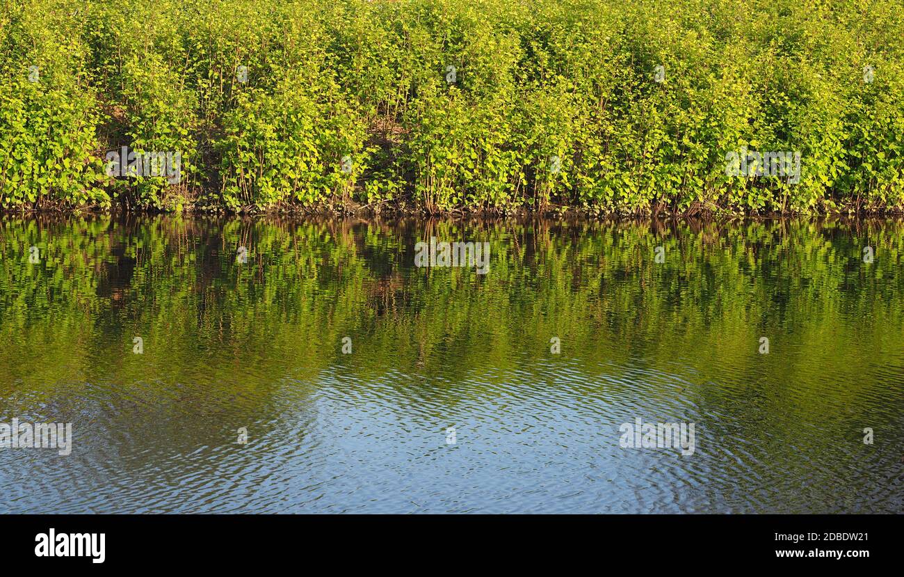 Shore ,Water reflection ,Plants Stock Photo - Alamy