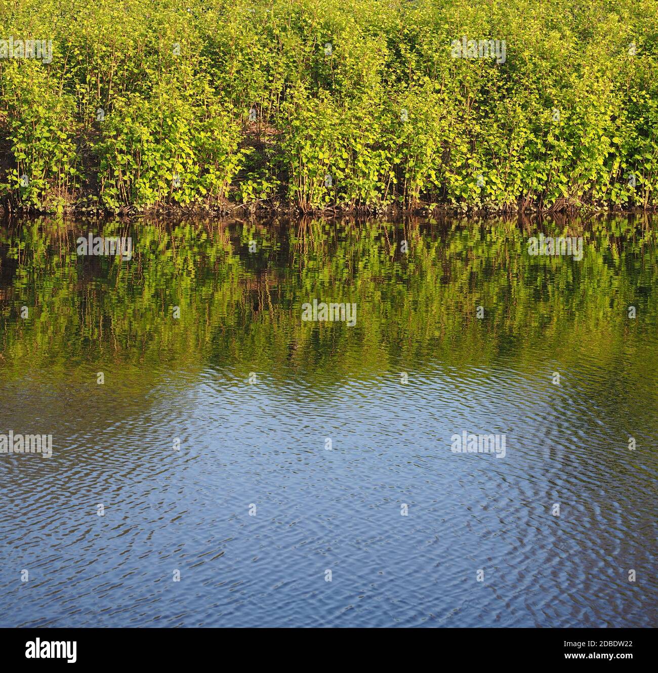 Shore ,Water reflection ,Plants Stock Photo - Alamy