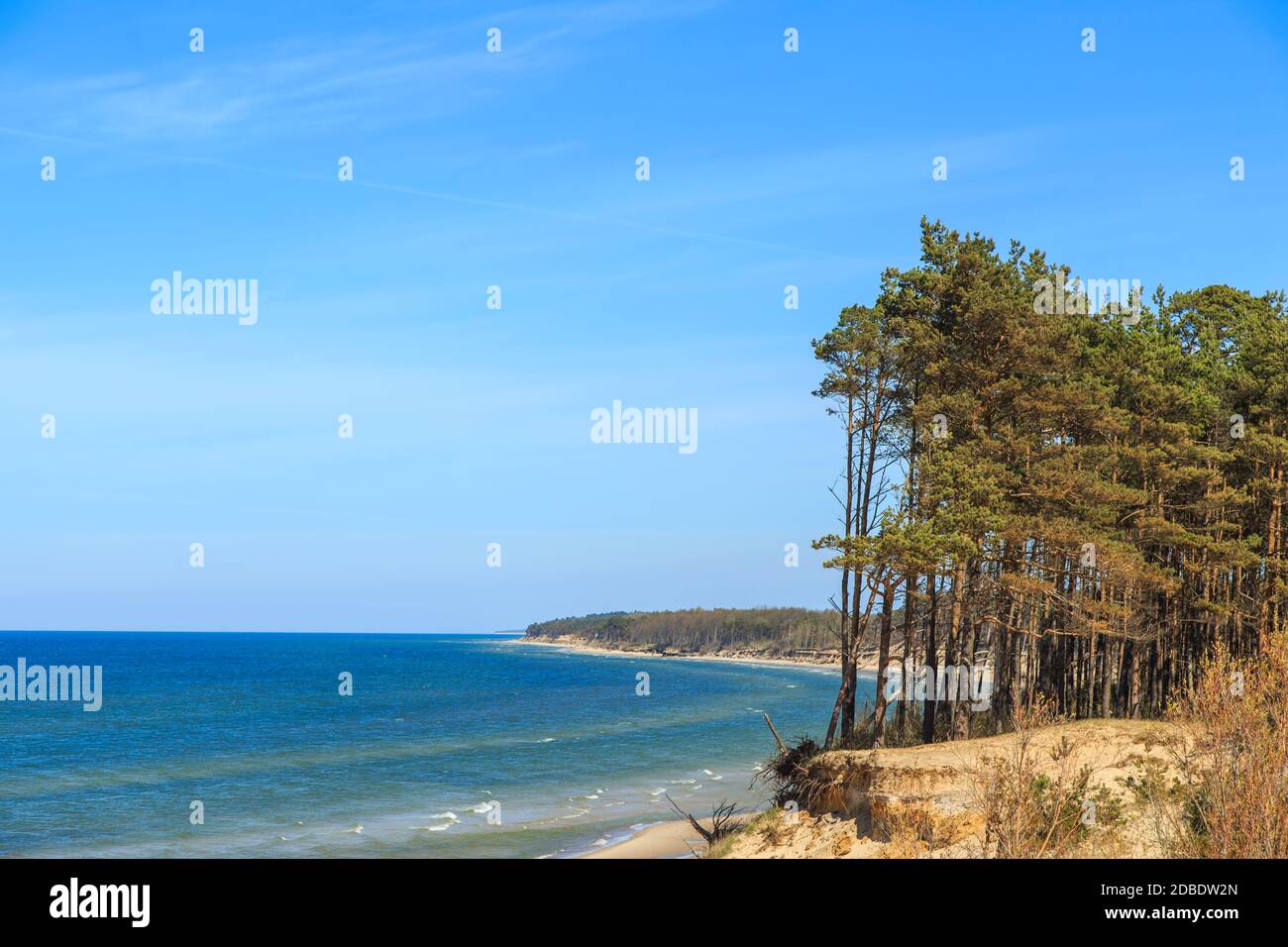 Baltic Sea coast in Latvia. Sand dunes with pines and clouds. Typical ...