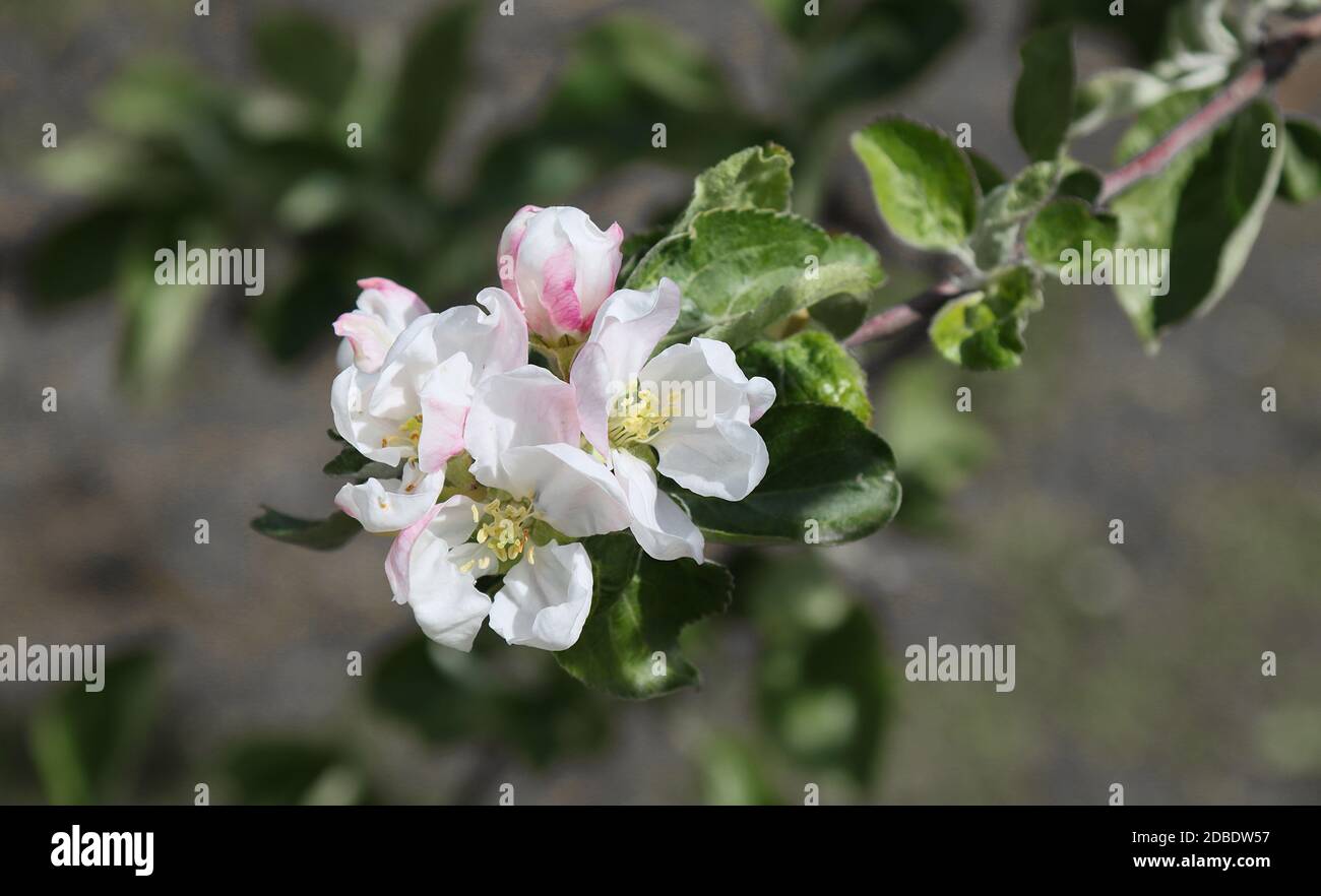 Enlarged flowers hi-res stock photography and images - Alamy