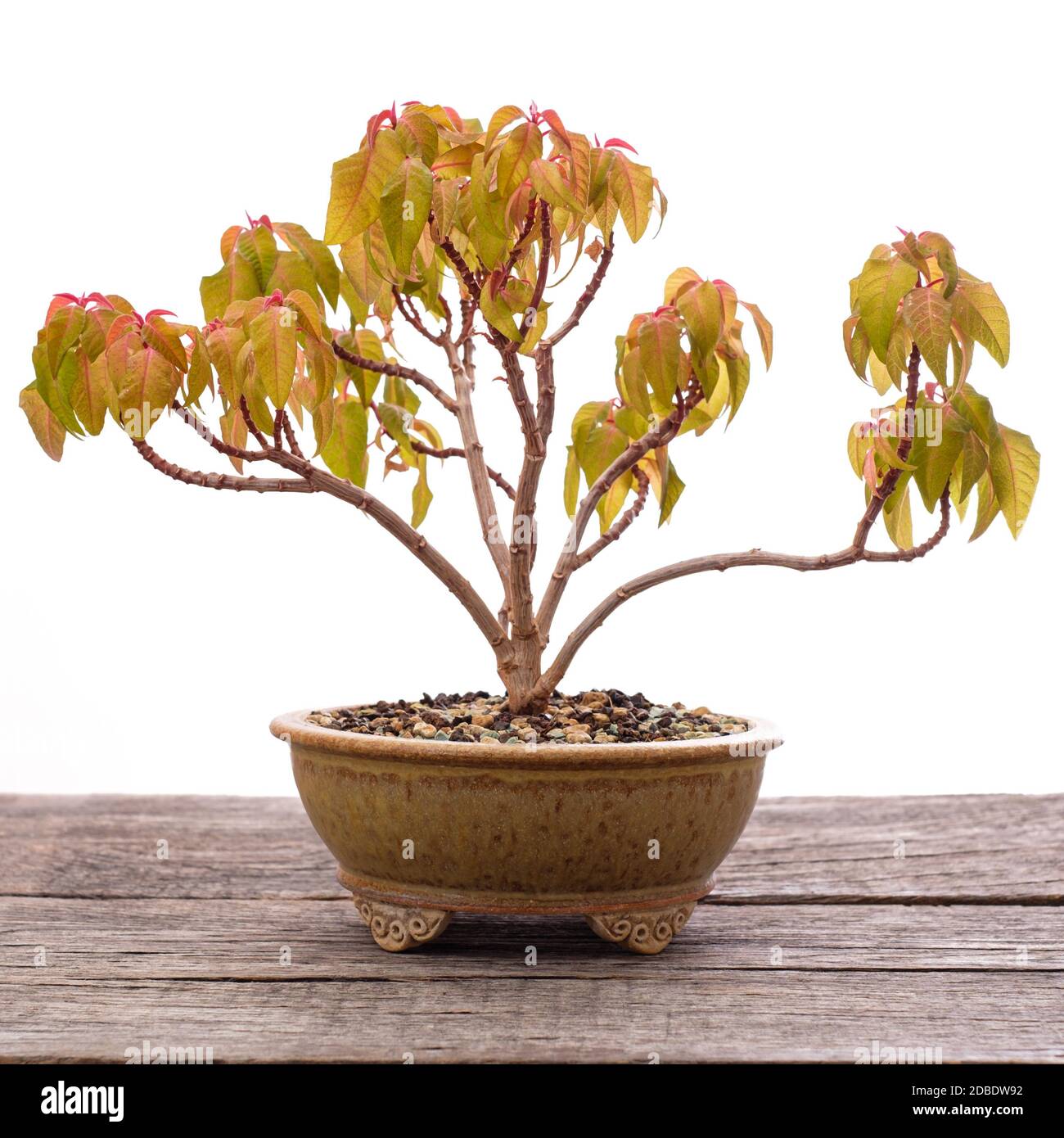 Bonsai De Lichia Planted A Lychee Pit On A Whim Just Over A Week Ago!