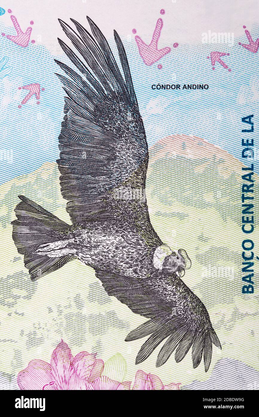 Andean condor argentina hi-res stock photography and images - Alamy