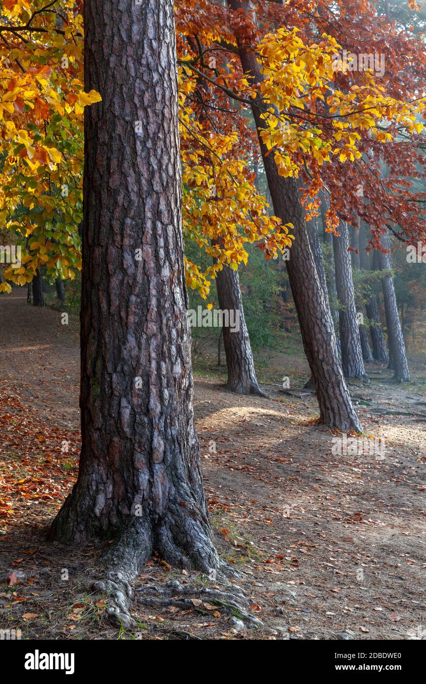 Ermland warmia hi-res stock photography and images - Alamy