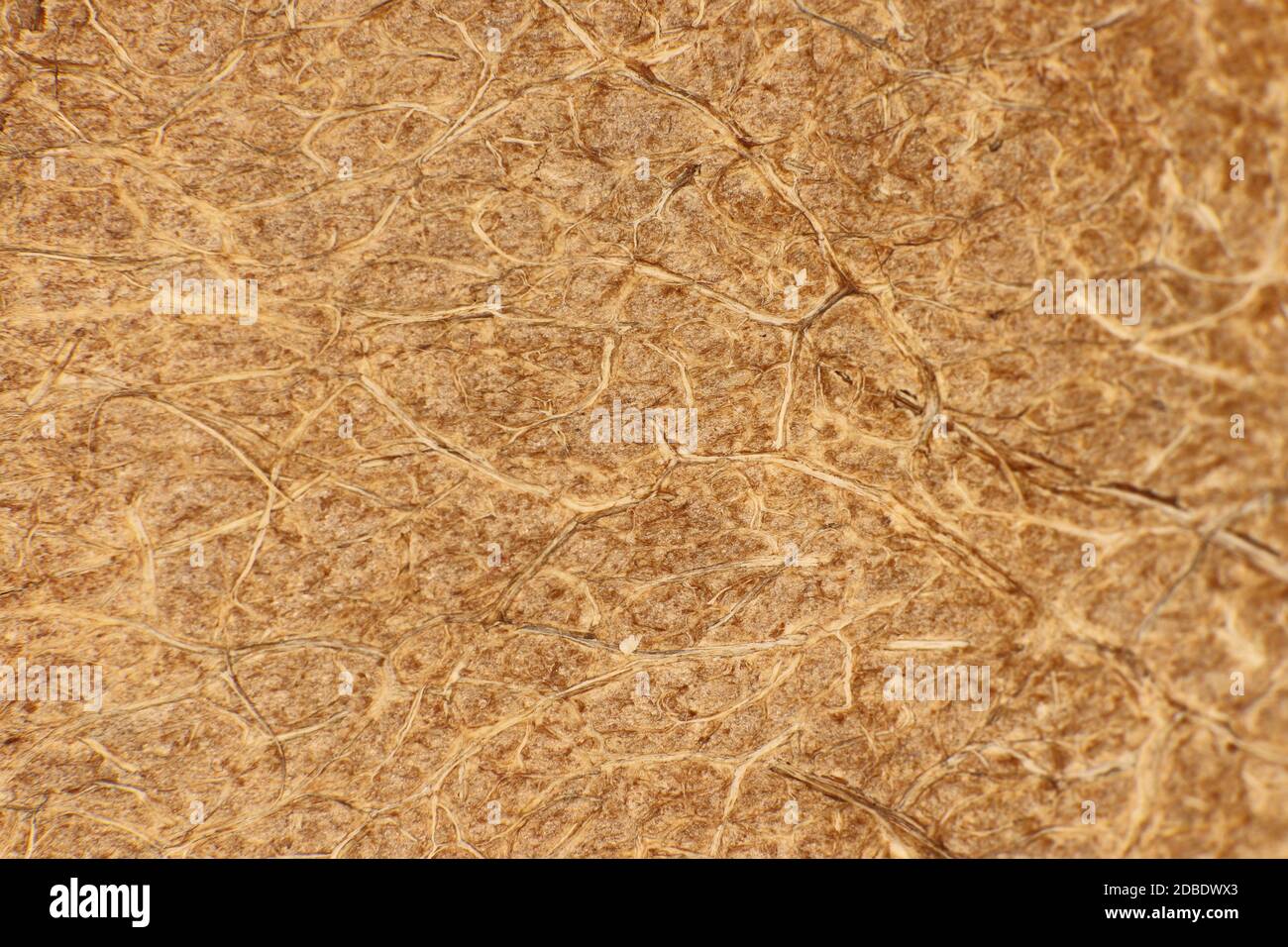 Coconut Nut Fibers Surface Texture. Natural Tropical Background. Macro ...