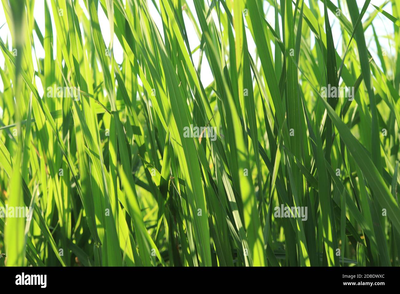 Large reeds leaves in a cane grove. Summer background texture Stock ...