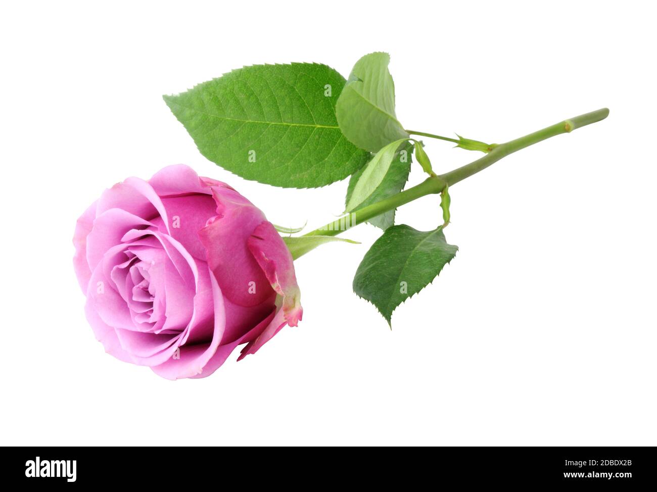 Single Red Rose Lying Down High Resolution Stock Photography and Images ...