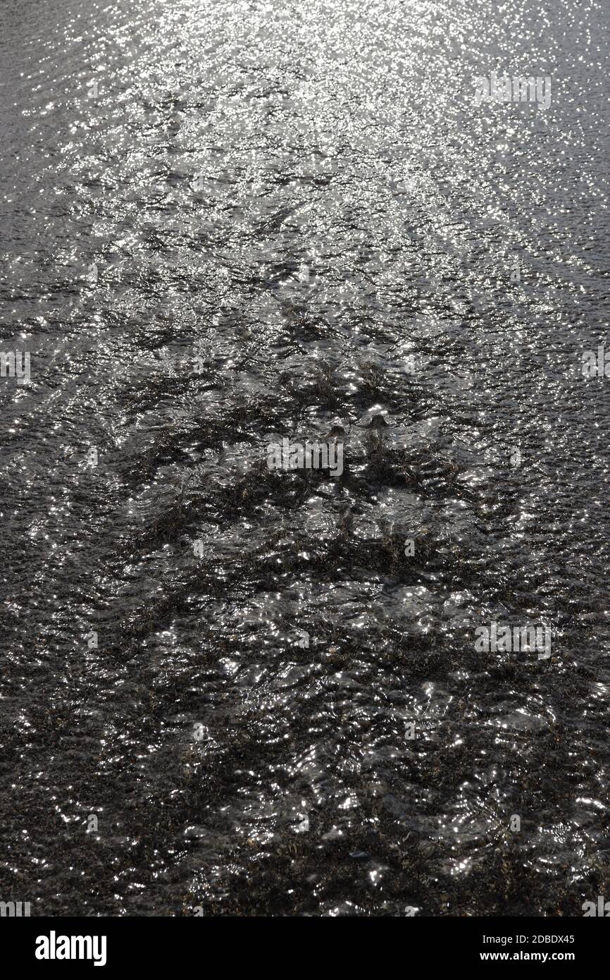 Water ripple motion dynamic with sunlight reflection. Summer travel ...