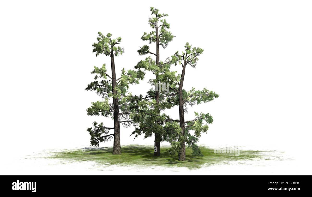 Eastern White Pine tree cluster on a green area Stock Photo - Alamy