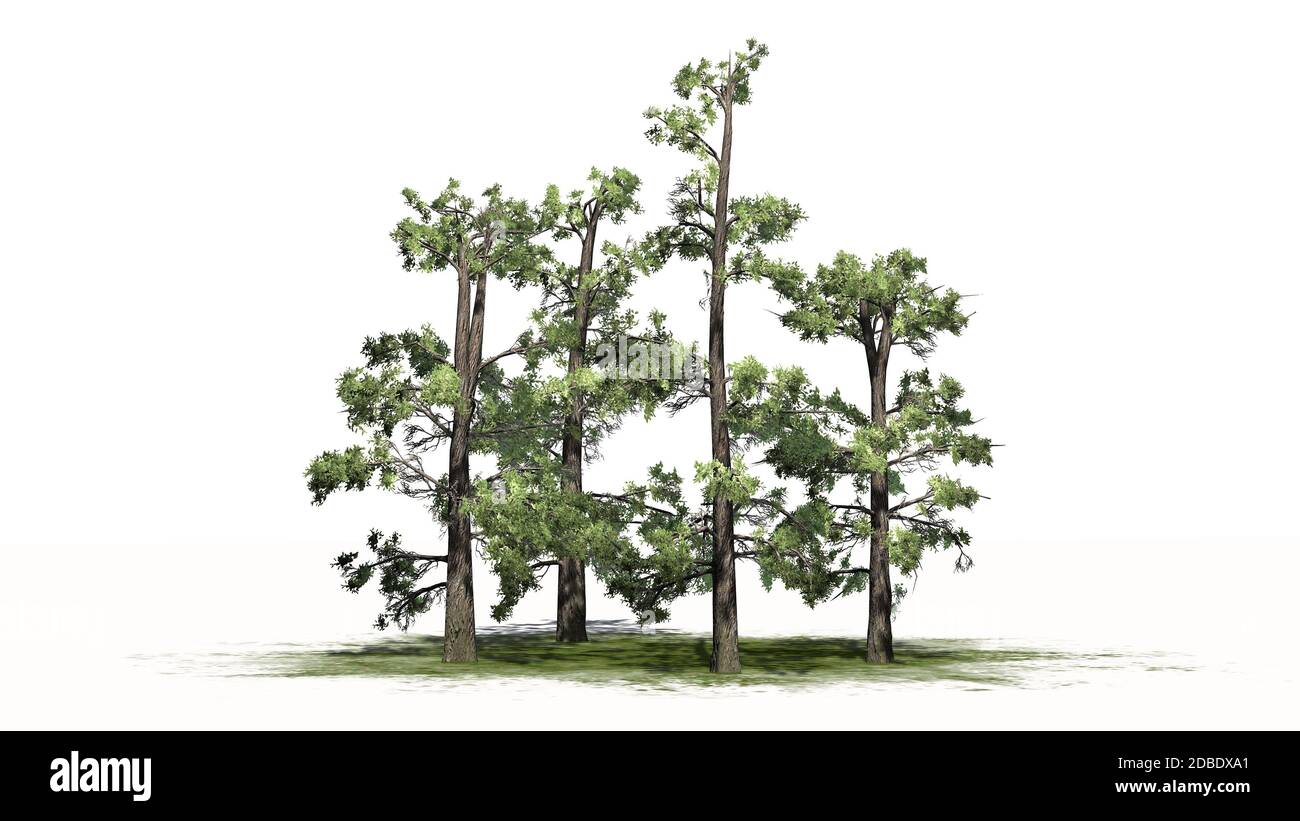 Eastern White Pine tree cluster on a green area Stock Photo - Alamy