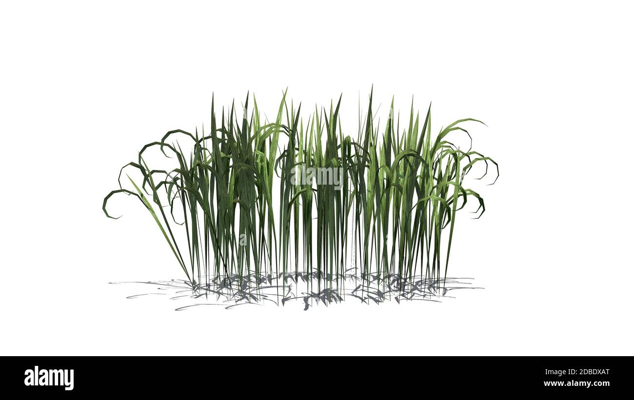 Fantasy Grass with shadow on the floor Stock Photo - Alamy