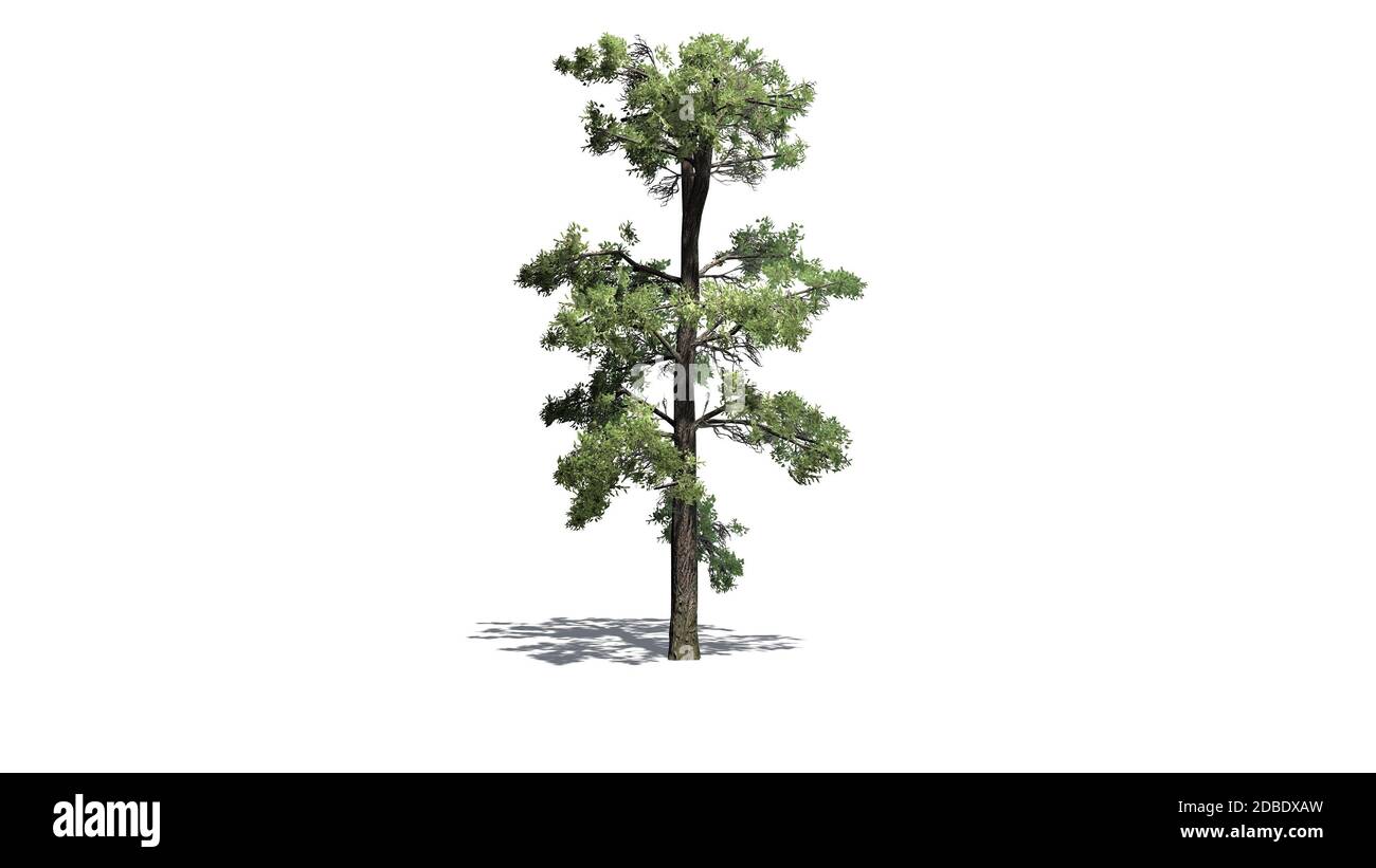 Eastern White Pine tree with shadow on the floor Stock Photo - Alamy