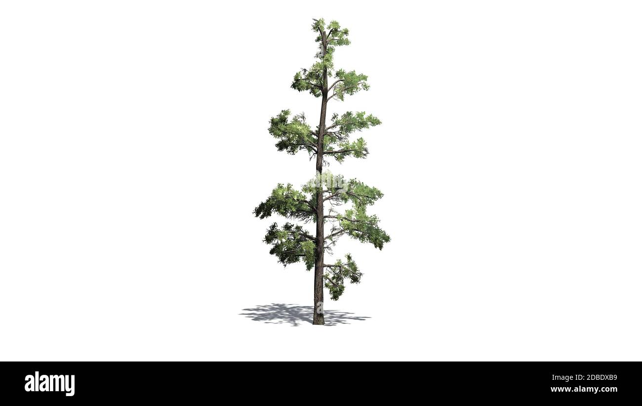 Eastern White Pine tree with shadow on the floor Stock Photo - Alamy