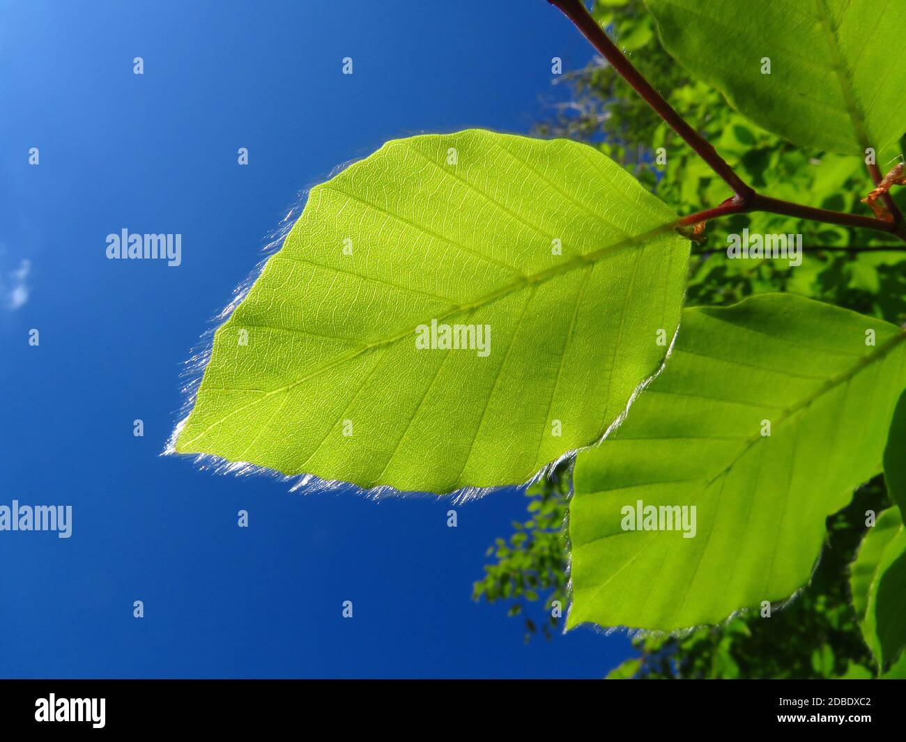 Beech leaf in spring, shortly after bud break Stock Photo - Alamy